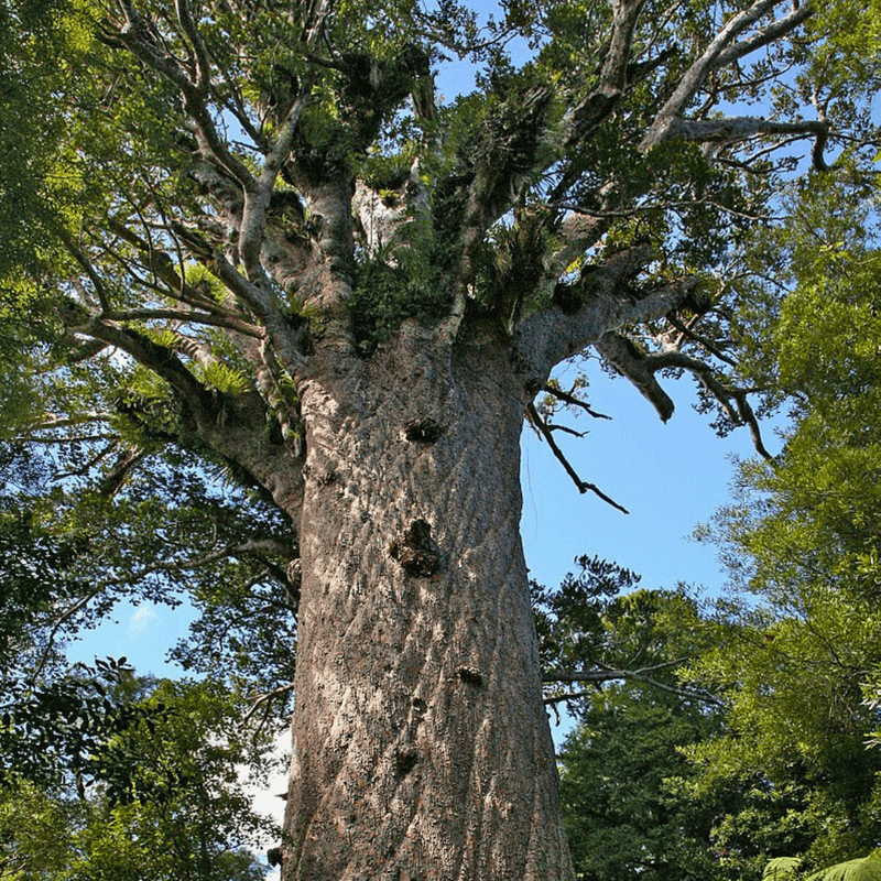 Kauri - MyNativeForest